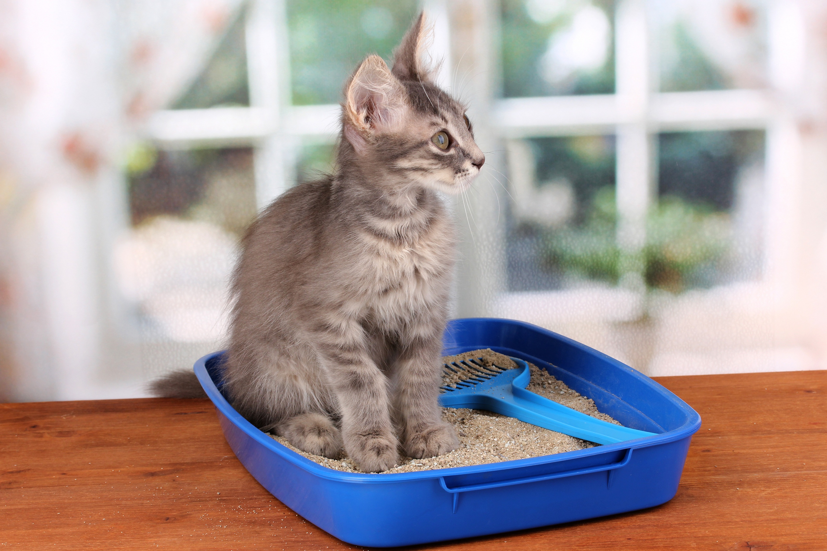 NuVet Labs Pet Tips Info 5 Useful Litter Box Tips